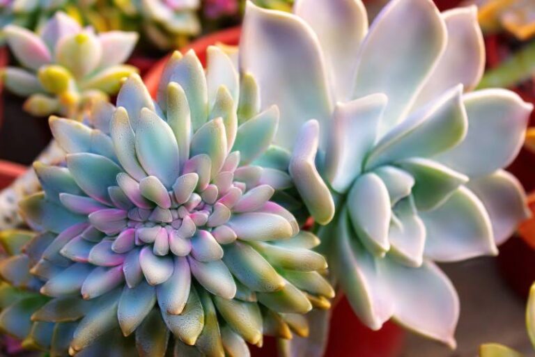 SUKULENTI: Biljke koje izgledaju vrlo efektno, a ne zahtijevaju puno ...