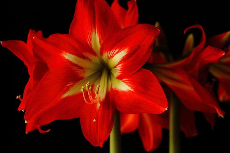 AMARILIS: Kako njegovati cvijet pred čijom ljepotom nitko ne ostaje ...