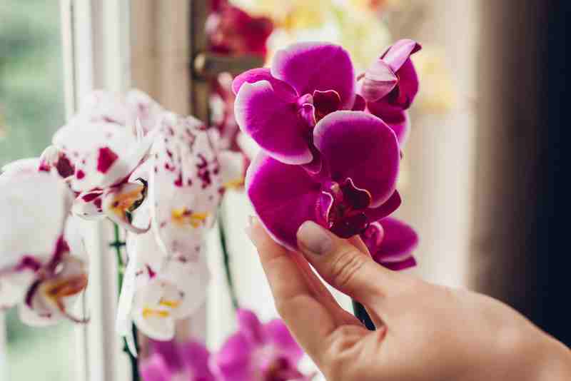 Kako oživjeti orhideje? Ova tri jednostavna trika mogu pomoći - Moje cvijeće