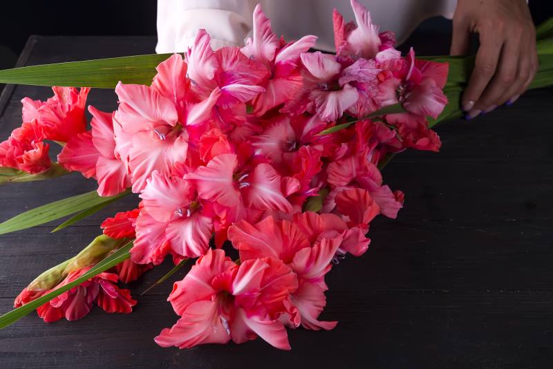 JEZIK CVIJEĆA: Što simboliziraju gladiole i kada ih poklanjamo? - Moje ...