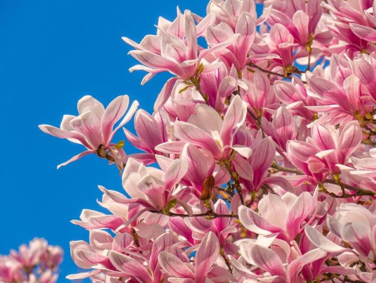 MAGNOLIJE - PREDIVAN UKRAS SVAKOG VRTA: Evo kako se sade i njeguju ...