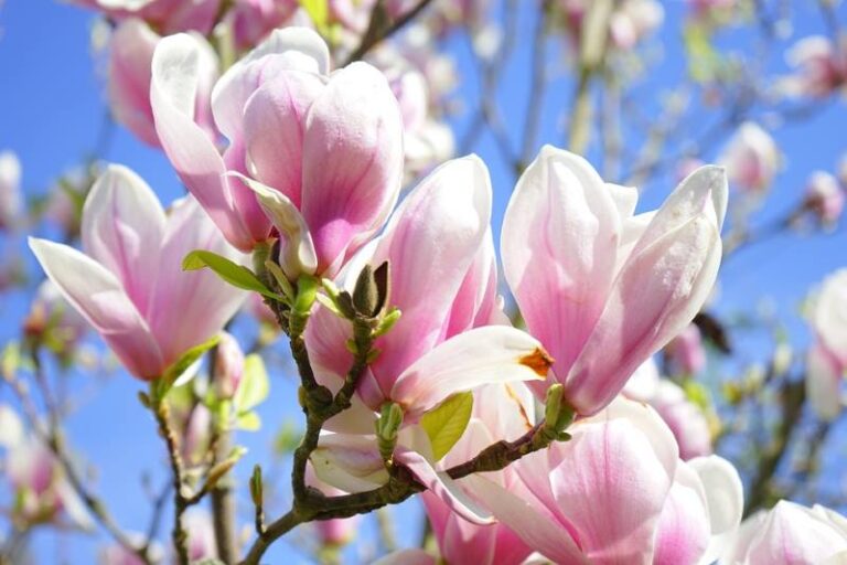 MAGNOLIJE - PREDIVAN UKRAS SVAKOG VRTA: Evo kako se sade i njeguju ...