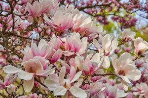MAGNOLIJE - PREDIVAN UKRAS SVAKOG VRTA: Evo kako se sade i njeguju ...
