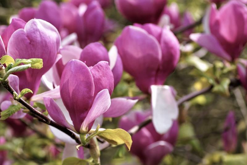 MAGNOLIJE - PREDIVAN UKRAS SVAKOG VRTA: Evo kako se sade i njeguju ...