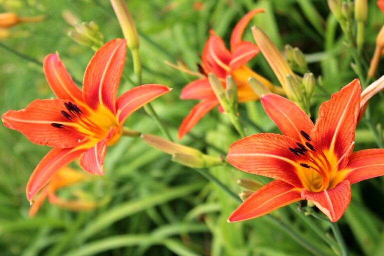 DNEVNI LJILJAN: Biljka prekrasnih krupnih cvjetova koji traju samo ...