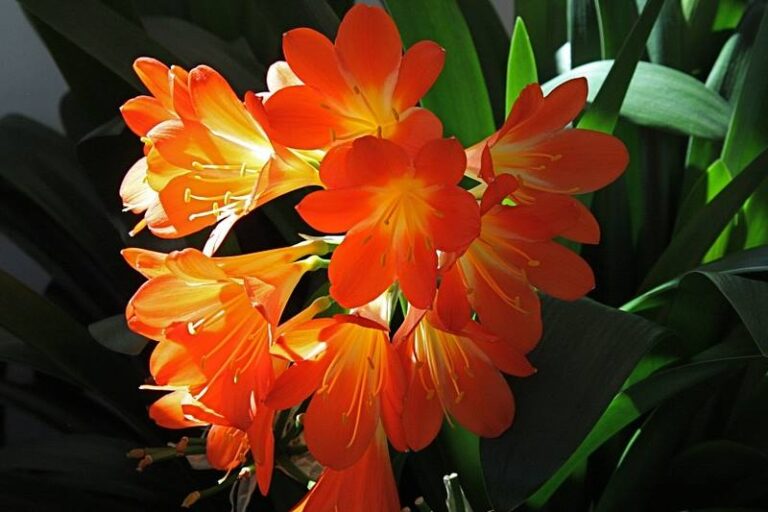 KLIVIJA: Izdržljiva ljepotica s predivnim cvjetovima - Moje cvijeće