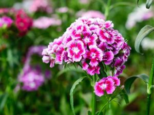 TURSKI KARANFIL: Prekrasan cvijet koji ćete lako uzgojiti, ne traži ...