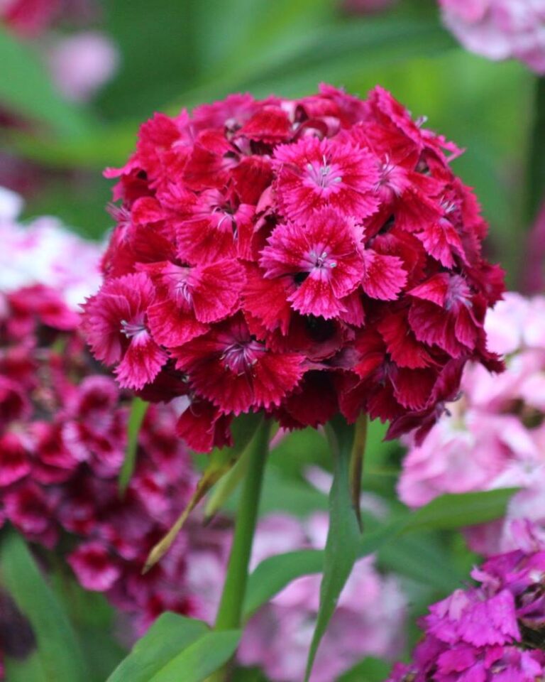 TURSKI KARANFIL: Prekrasan cvijet koji ćete lako uzgojiti, ne traži ...