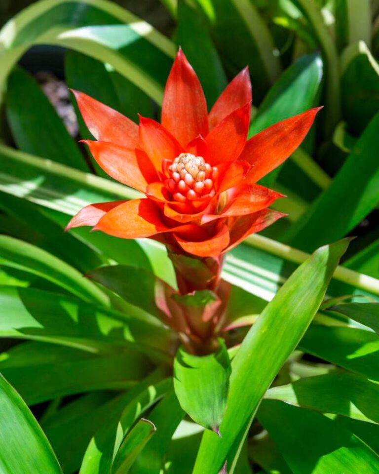 GUZMANIJA: Prekrasna biljka koja unosi dašak egzotike u naše domove ...