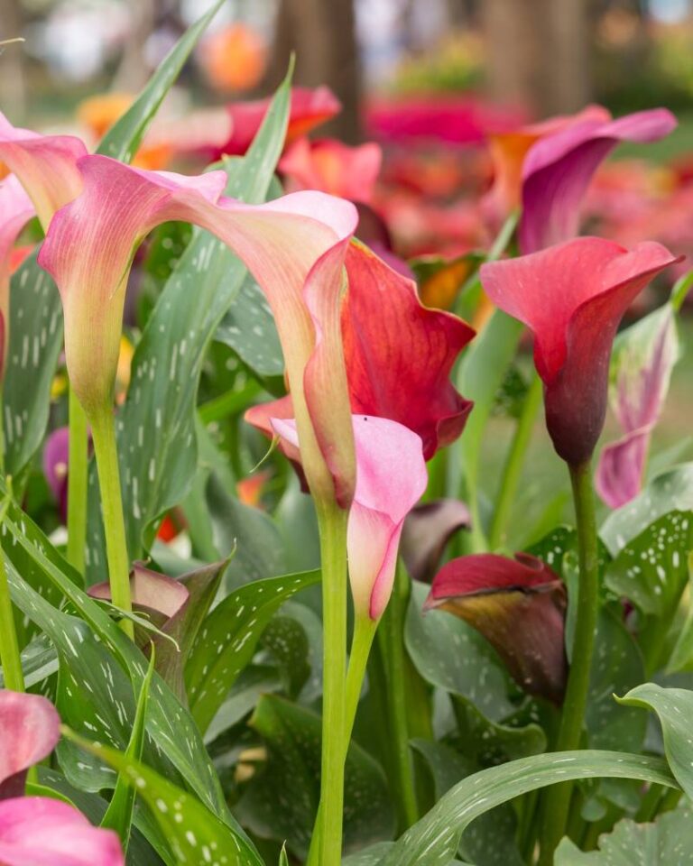 KALA: Graciozan cvijet koji možete uzgojiti i u kući i u vrtu - Moje ...