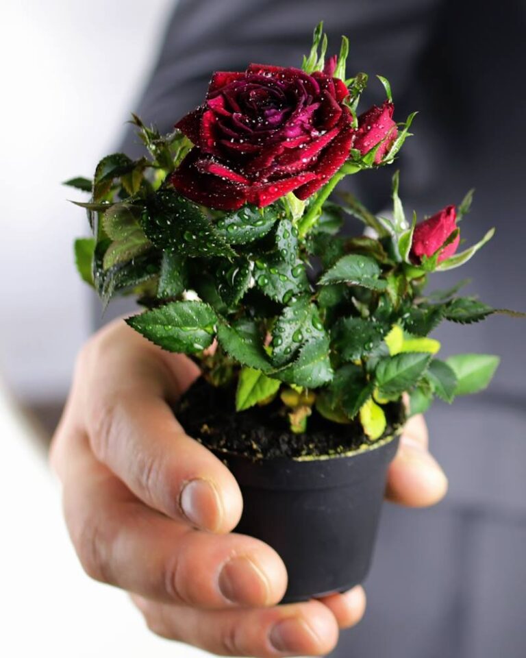 MINI RUŽE: Kako uzgojiti ovaj prekrasan cvjetić, što treba učiniti da ...