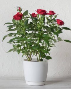 MINI RUŽE: Kako uzgojiti ovaj prekrasan cvjetić, što treba učiniti da ...