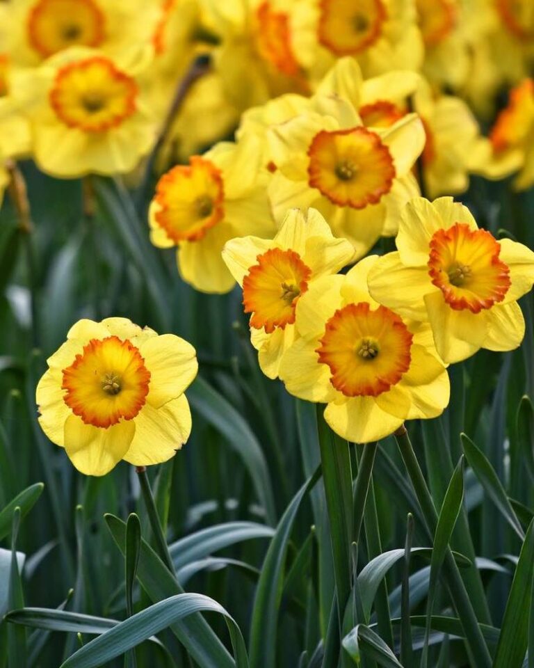 NARCIS: Predivan cvijet uz koji se vežu zanimljive legende - Moje cvijeće