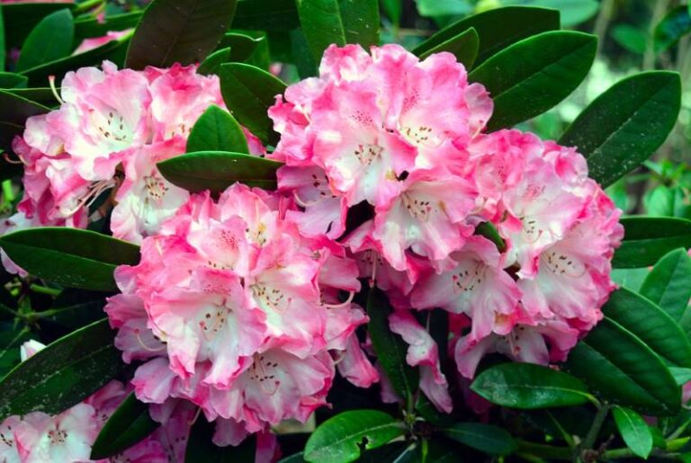 RODODENDRON: Da bi ga uspješno uzgojili, obratite pažnju na ove četiri ...