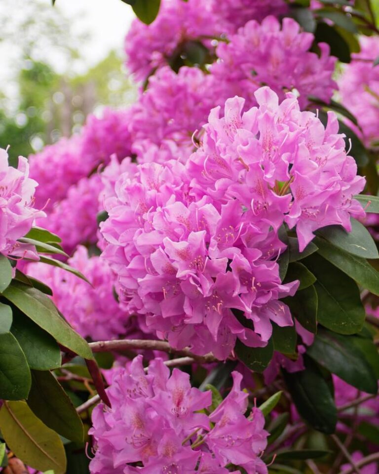 RODODENDRON: Da bi ga uspješno uzgojili, obratite pažnju na ove četiri ...