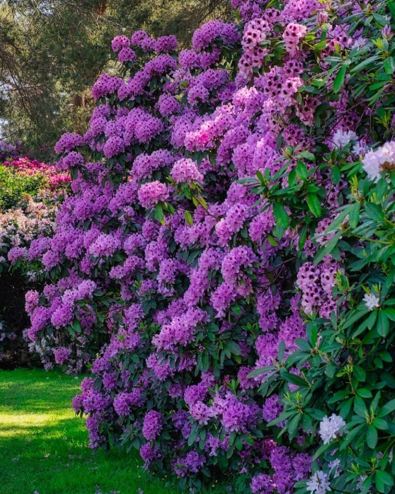 RODODENDRON: Da bi ga uspješno uzgojili, obratite pažnju na ove četiri ...