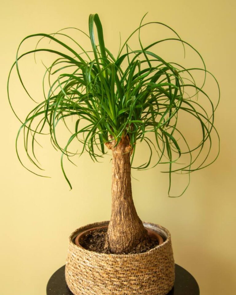 SLONOVA NOGA: Biljka originalnog izgleda koja uspijeva i uz minimalnu ...