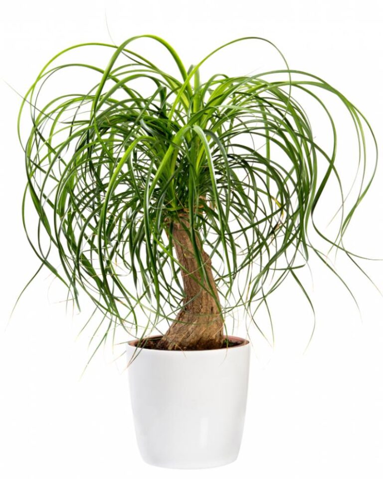 SLONOVA NOGA: Biljka originalnog izgleda koja uspijeva i uz minimalnu ...