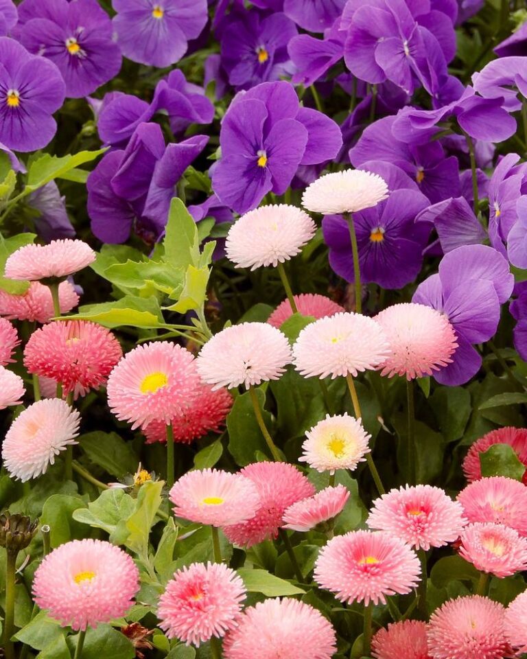 TRATINČICA: Skromna i prekrasna, evo kako je uzgojiti iz sjemene, kako ...