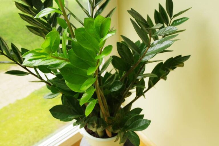 10 sobnih biljaka koje jako dobro uspijevaju i na mjestima s malo svjetlosti - Moje cvijeće