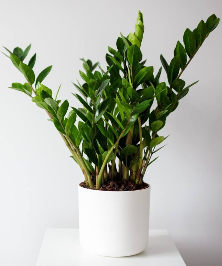 ZAMIJA: Biljka novca i sreće koja uspijeva svima - Moje cvijeće