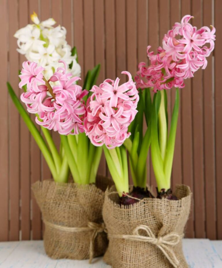 ZUMBULI U STANU: Kako ih njegovati da lijepo cvatu i traju što duže ...