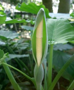 ADAM: Kako se uzgaja, kako razmnožava, kada i zašto presađuje, što je ...