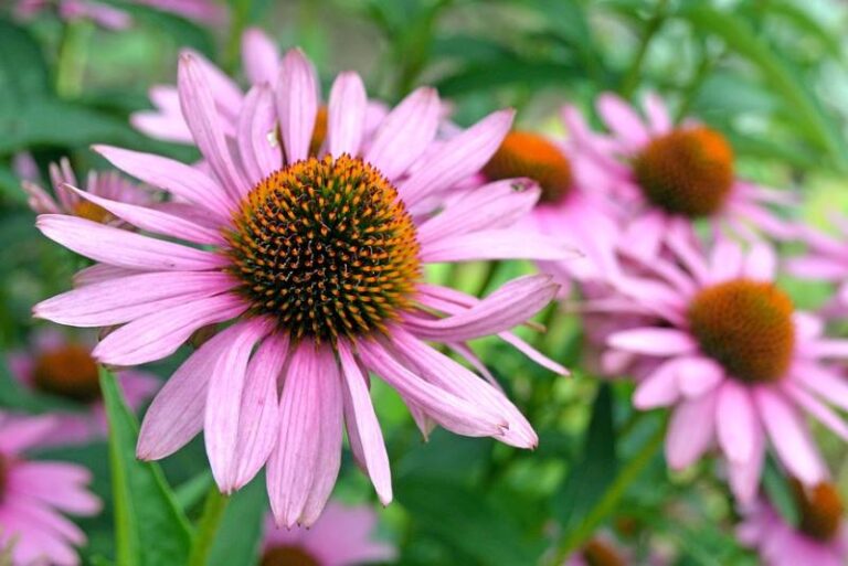 EHINACEJA: Kako uzgojiti ovu biljku prekrasnih cvjetova, poznatu po ...