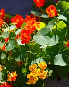 DRAGOLJUB: Cvijet koji morate imati u svom vrtu! Prekrasan je, jestiv ...