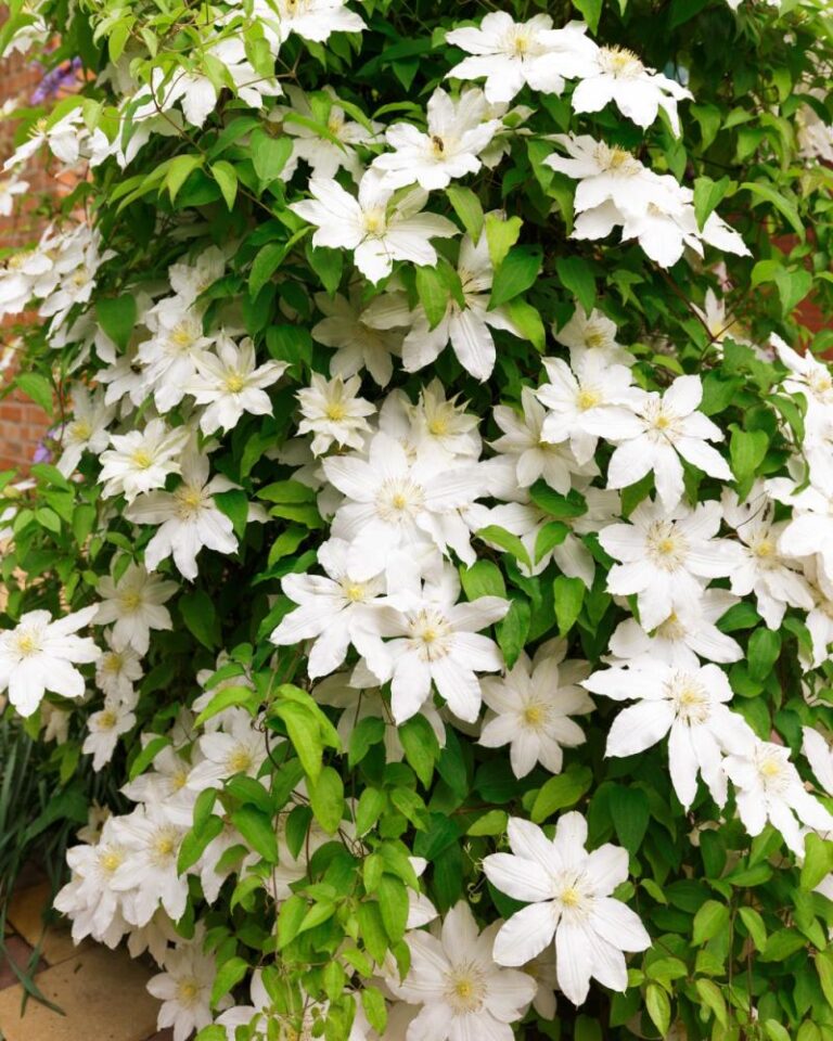 KLEMATIS: Prekrasna penjačica, istovremeno nježna i otporna, evo kako ...