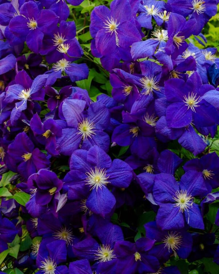 KLEMATIS: Prekrasna penjačica, istovremeno nježna i otporna, evo kako ...