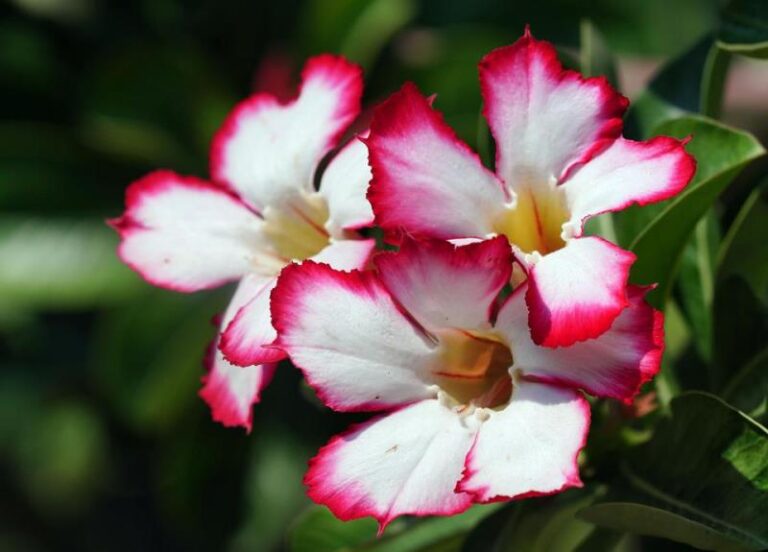 PUSTINJSKA RUŽA (Adenium obesum): Skromna biljka koja će vas obradovati ...