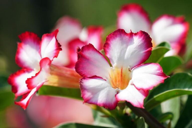 PUSTINJSKA RUŽA (Adenium obesum): Skromna biljka koja će vas obradovati ...