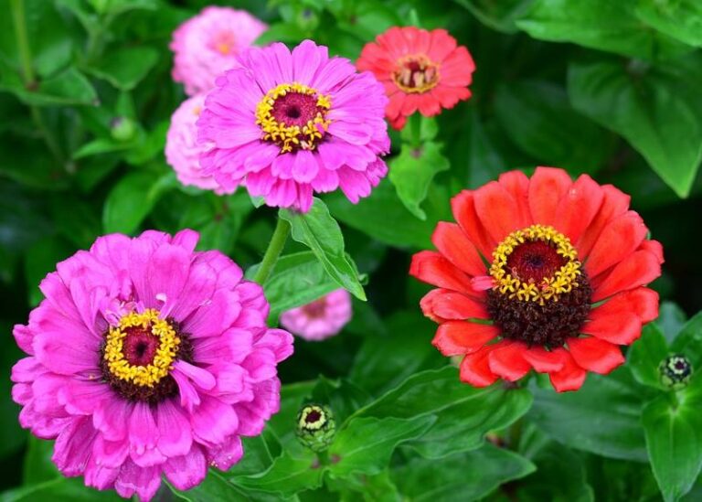 CINIJA: Kako uzgojiti predivni cvijet koji u naše vrtove unosi obilje ...