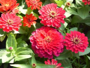 CINIJA: Kako uzgojiti predivni cvijet koji u naše vrtove unosi obilje ...