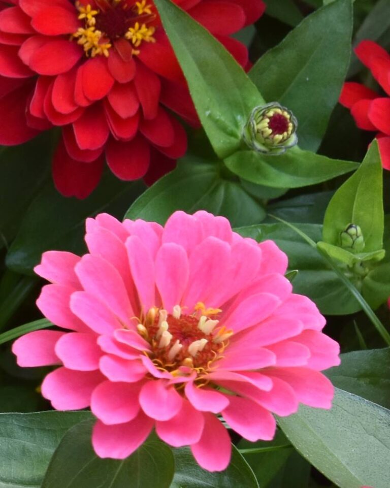 CINIJA: Kako uzgojiti predivni cvijet koji u naše vrtove unosi obilje ...