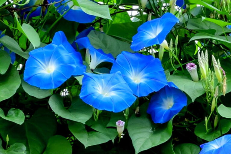 UKRASNI SLAK (LADOLEŽ): Prekrasna penjačica jarkih cvjetova, evo kako ...