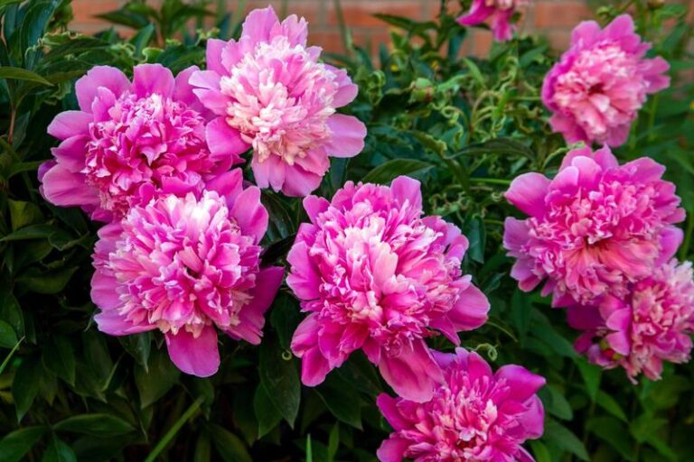 Nekoliko savjeta uz koje će vaši božuri obilnije cvasti - Moje cvijeće